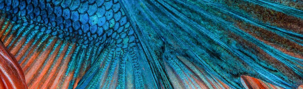 Dentons Kensington Swan - The fettering of “feta” and other product ...